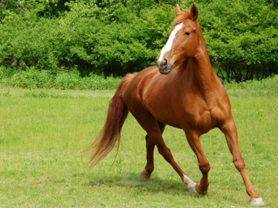 Phát triển tế bào gốc đa năng từ loài ngựa