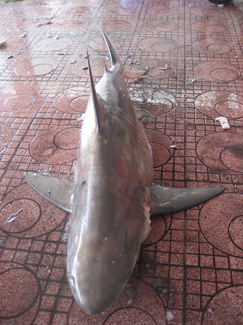 Lại bắt được cá mập tại biển Quy Nhơn