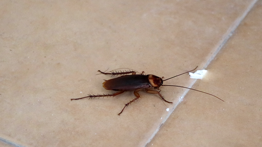 Quick tip: Get rid of cockroaches in your house without using sprays Quick tip: Get rid of cockroaches in your house without using sprays