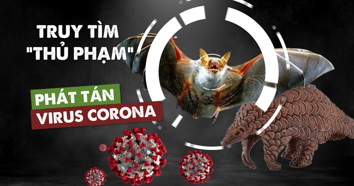 Truy tìm “nghi phạm” phát tán virus corona: Dơi, rắn hay tê tê?