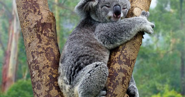 Gấu túi koala có nguy cơ tuyệt chủng vì tốc độ mất rừng ở Úc